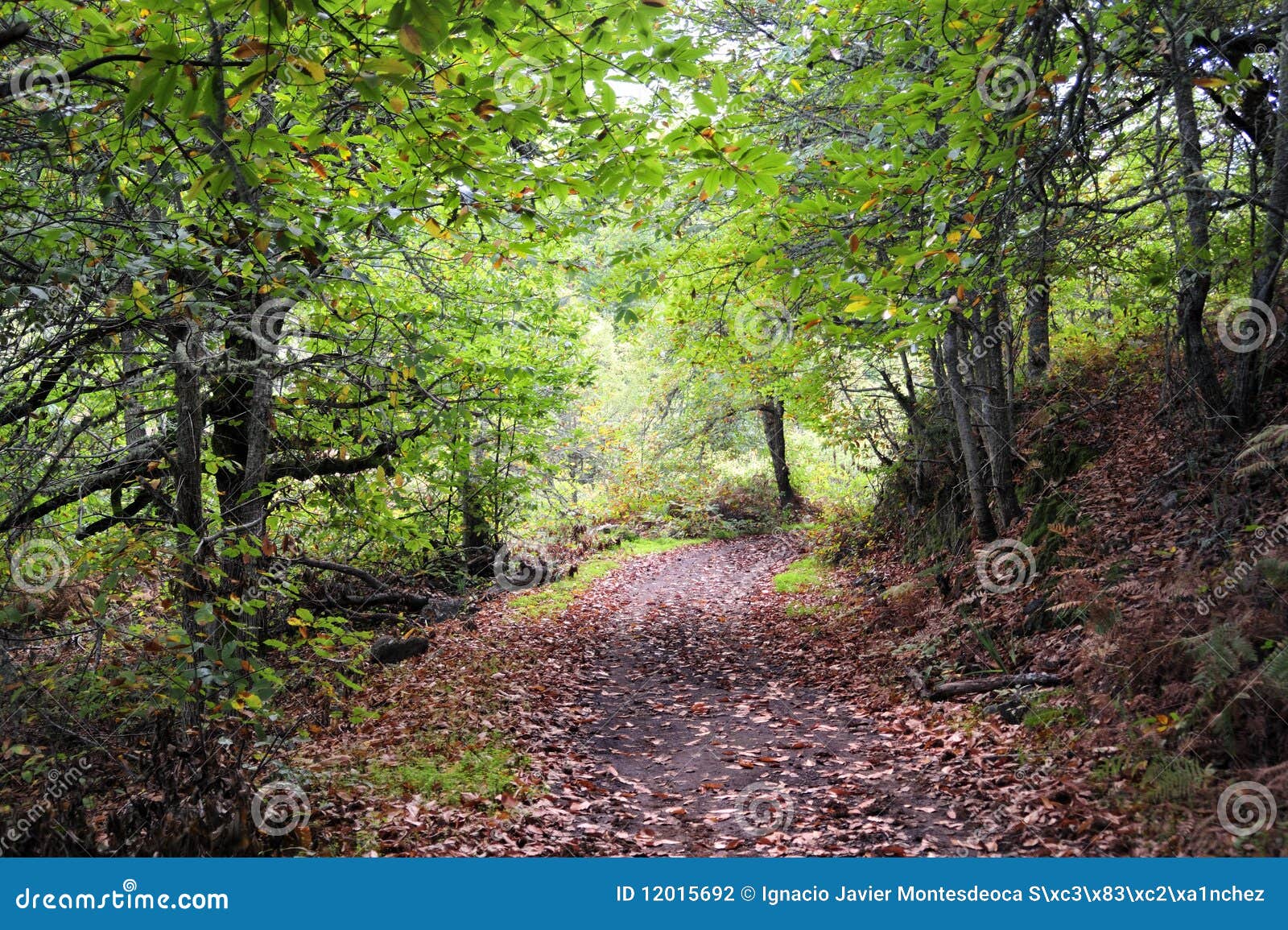 Inside the forest stock photo. Image of nature, tourism - 12015692