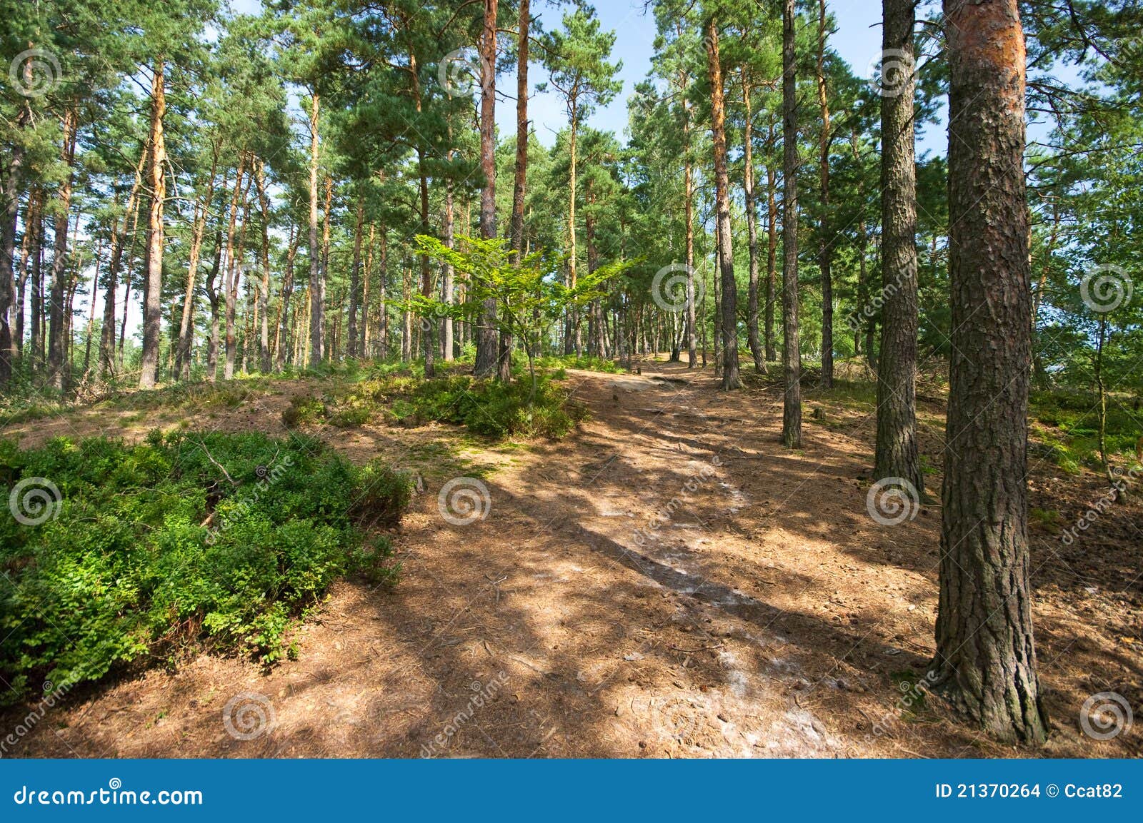 Inside the forest stock photo. Image of blue, moss, ecology - 21370264