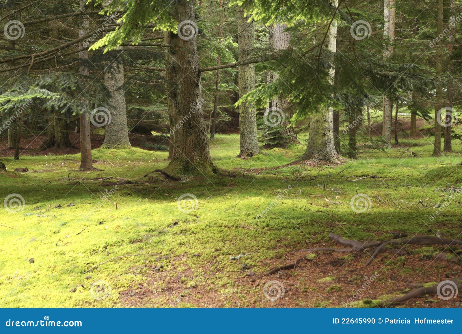 Inside a forest stock photo. Image of grass, oaks, bark - 22645990
