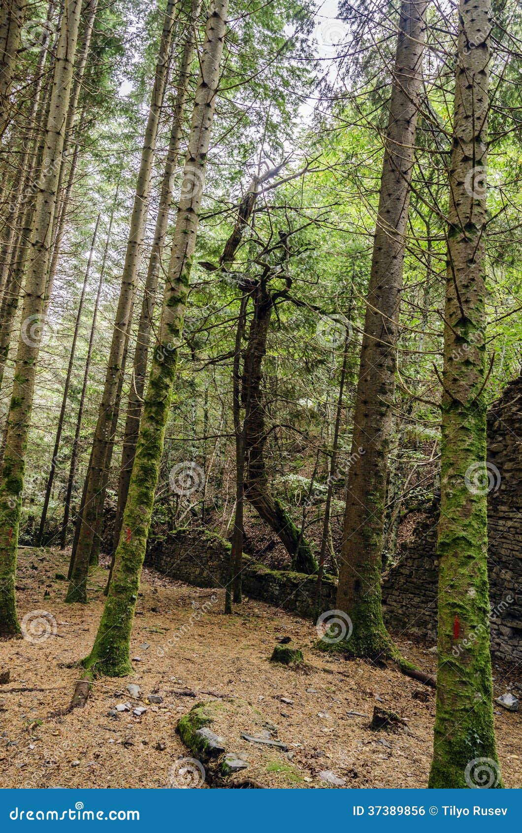 Inside the forest stock photo. Image of colorful, beauty - 37389856