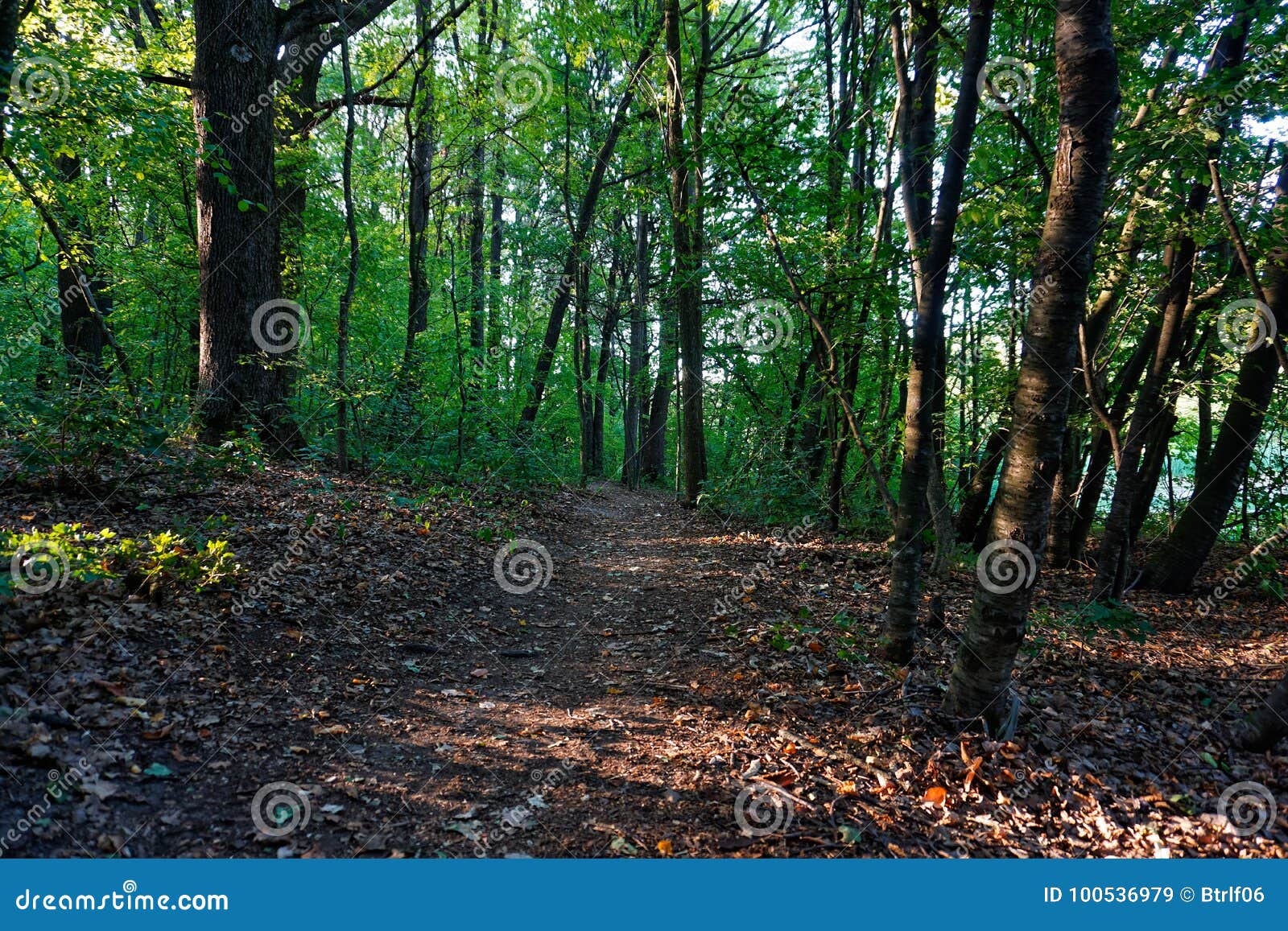 Nature corner stock image. Image of forest, ecology - 100536979