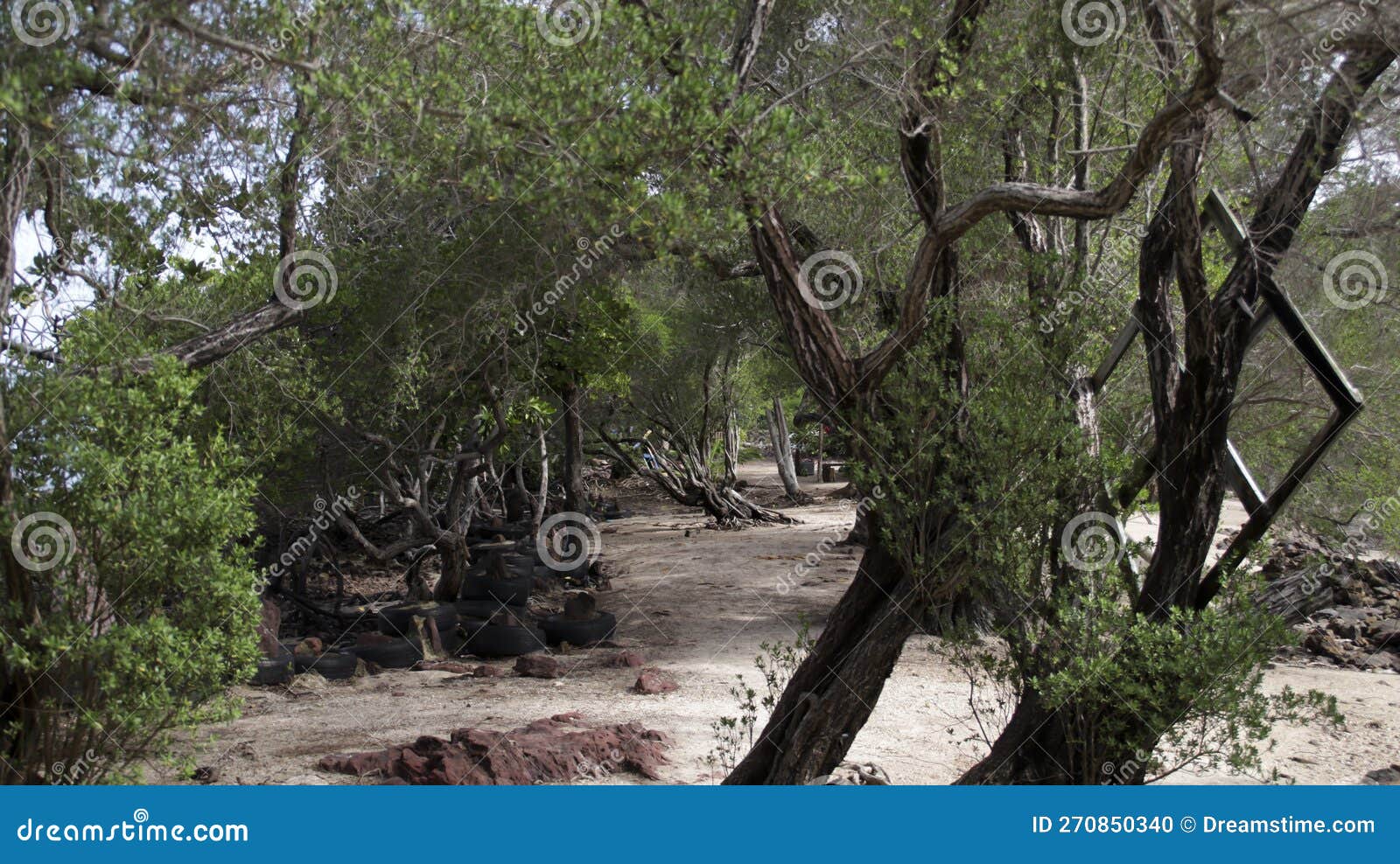 Inside the Forest Beach with White Sand and Path into Deep Beautiful ...