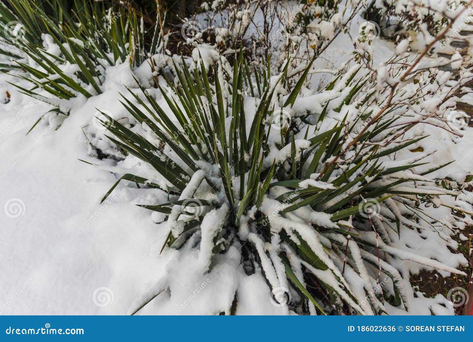 View inside of the forest stock photo. Image of beauty - 186022636