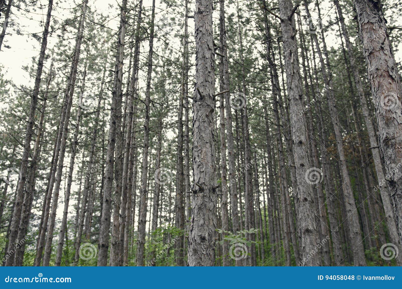Inside Forest stock photo. Image of flora, beauty, tropical - 94058048