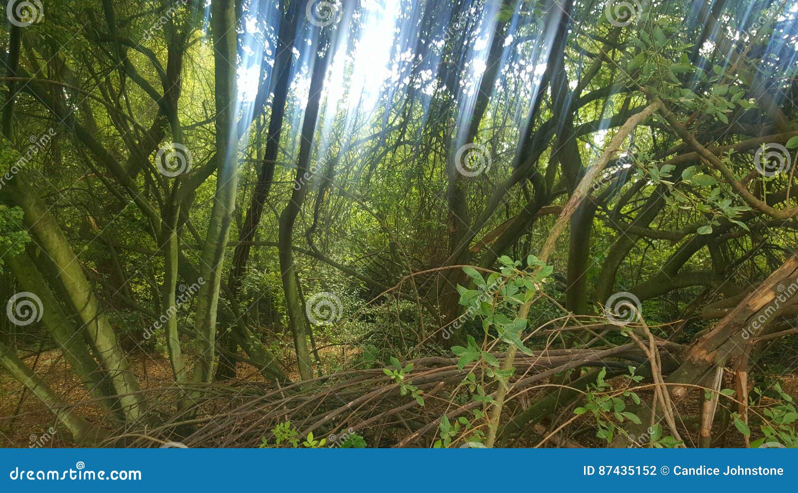 Inside of a forest stock photo. Image of inside, forest - 87435152