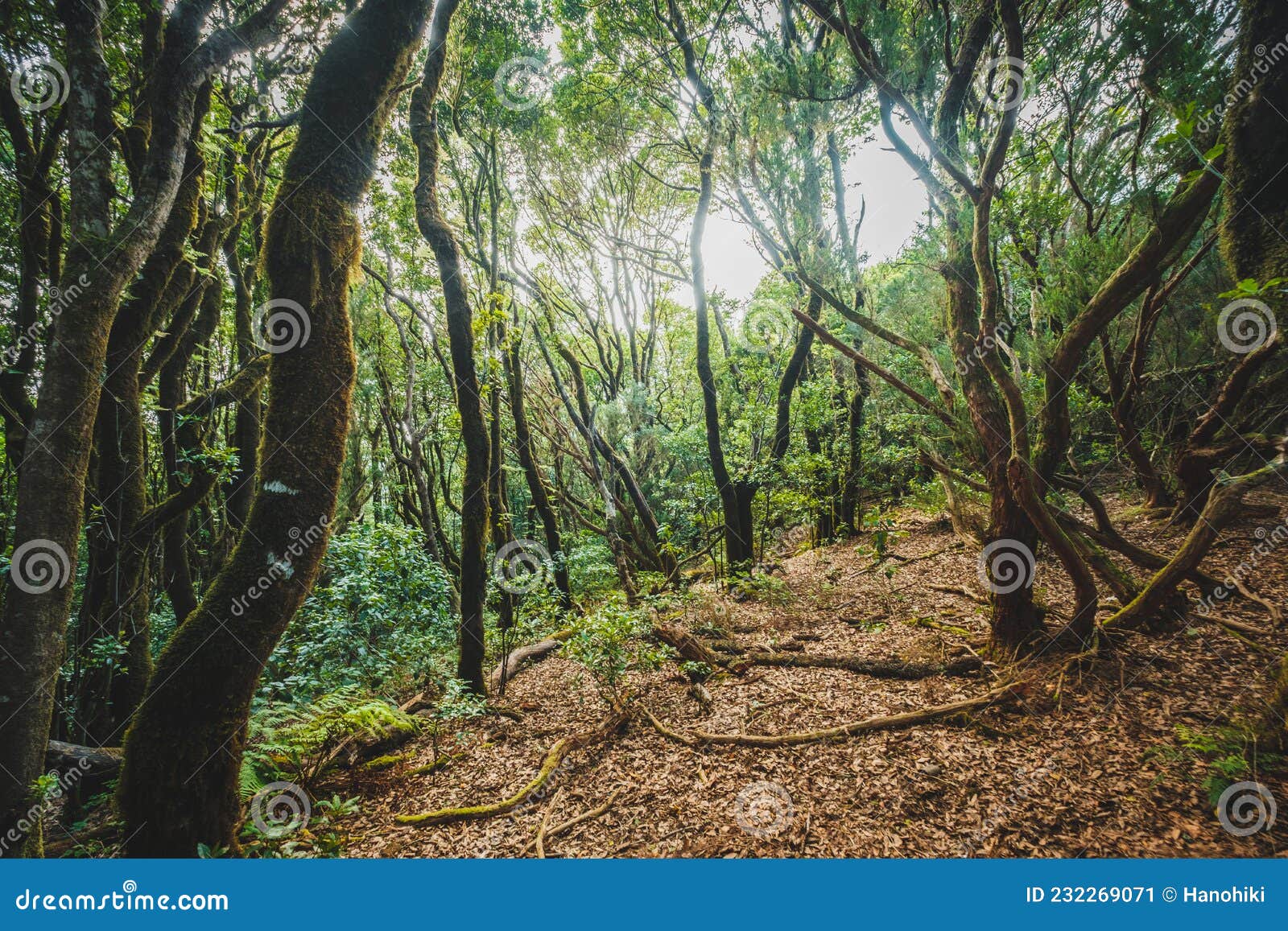 Inside Forest, Laurel Tree Landscape, Anaga Jungle Stock Image - Image ...