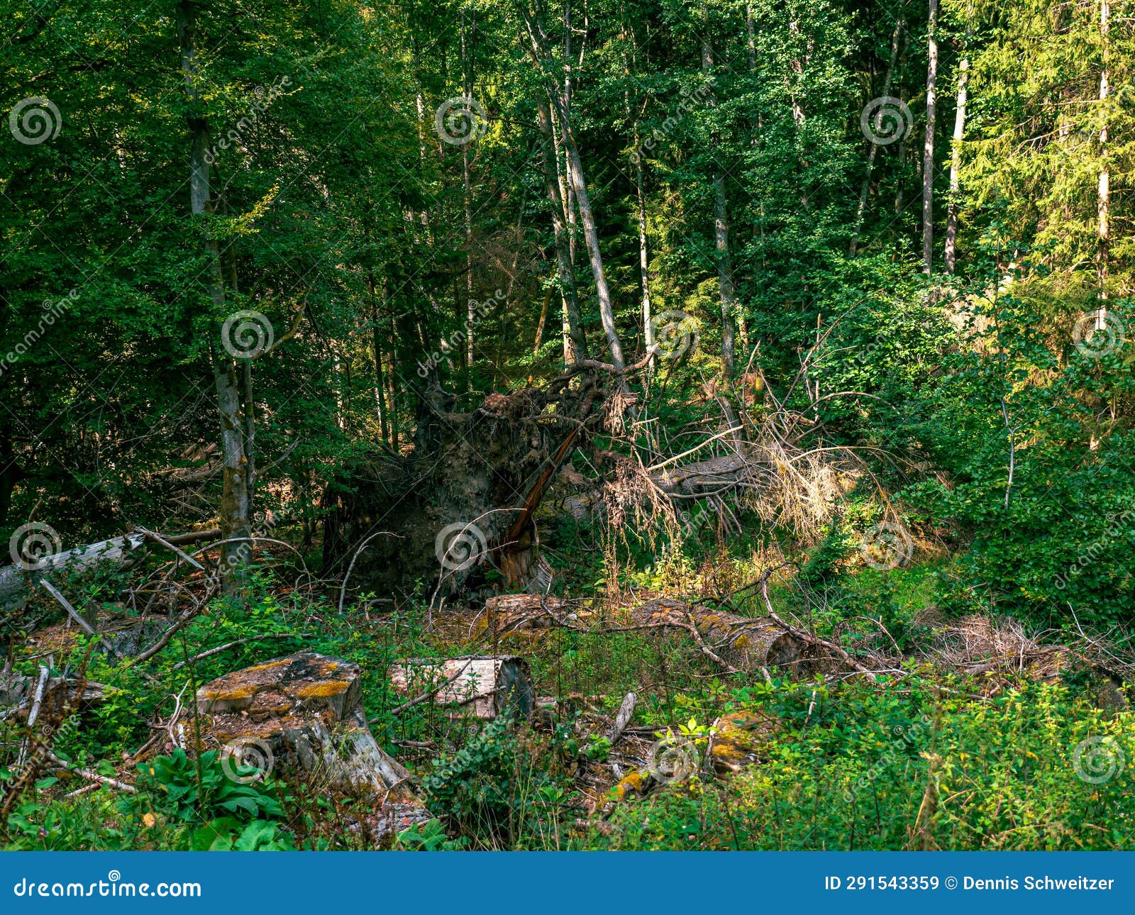 The Inside of a Forest with Lots of Greenery and Moss on the Branches ...