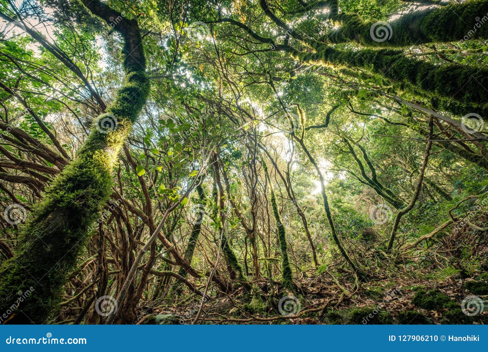 Inside The Forest Stock Photography | CartoonDealer.com #12015692