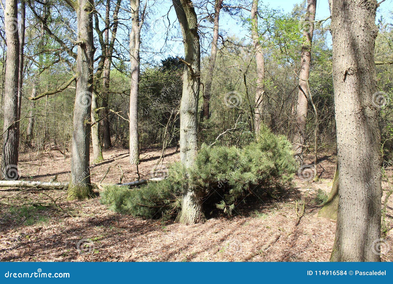 Bushes Going Around a Tree stock photo. Image of outdoor - 114916584