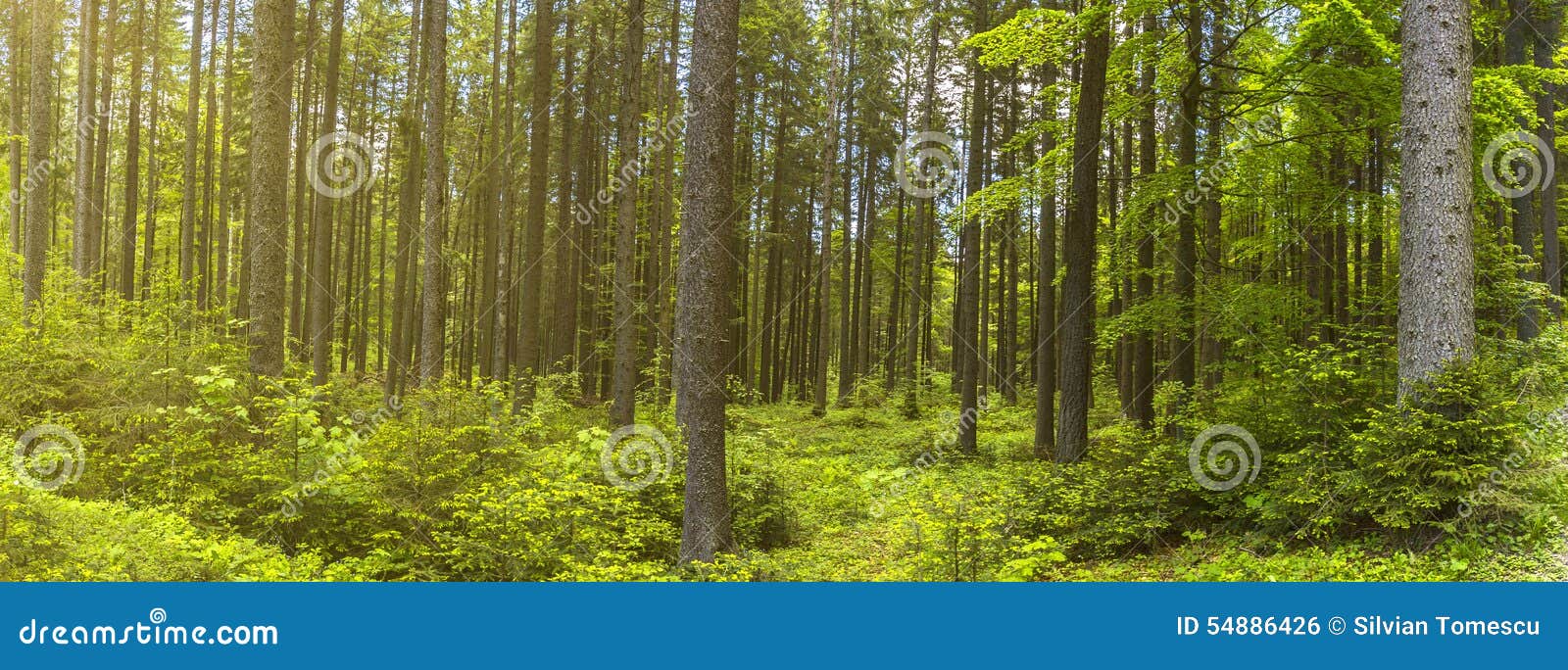 Inside the forest stock photo. Image of vegetation, natural - 54886426