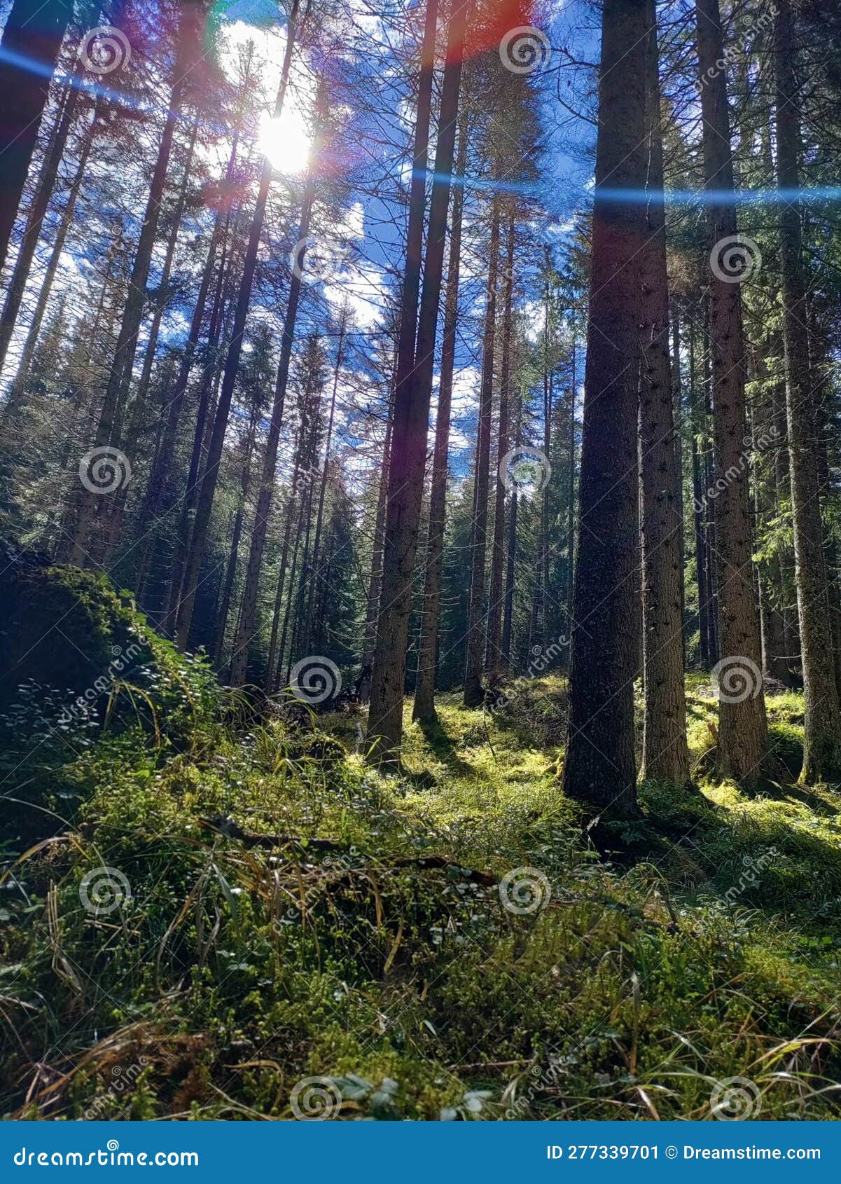 Inside the Forest on a Sunny Day Stock Image - Image of pines, forest ...