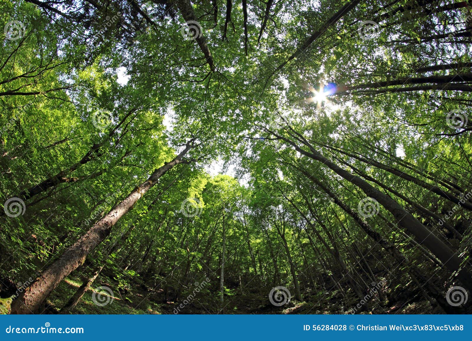 Inside forest stock photo. Image of green, environment - 56284028