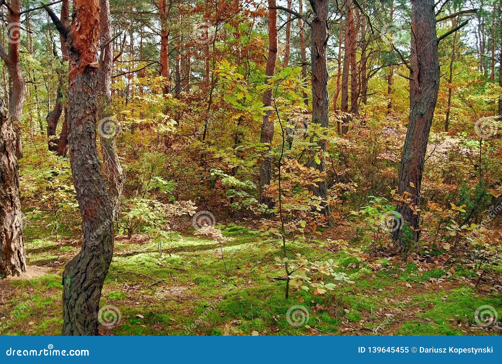 Inside the forest stock image. Image of central, leafs - 139645455
