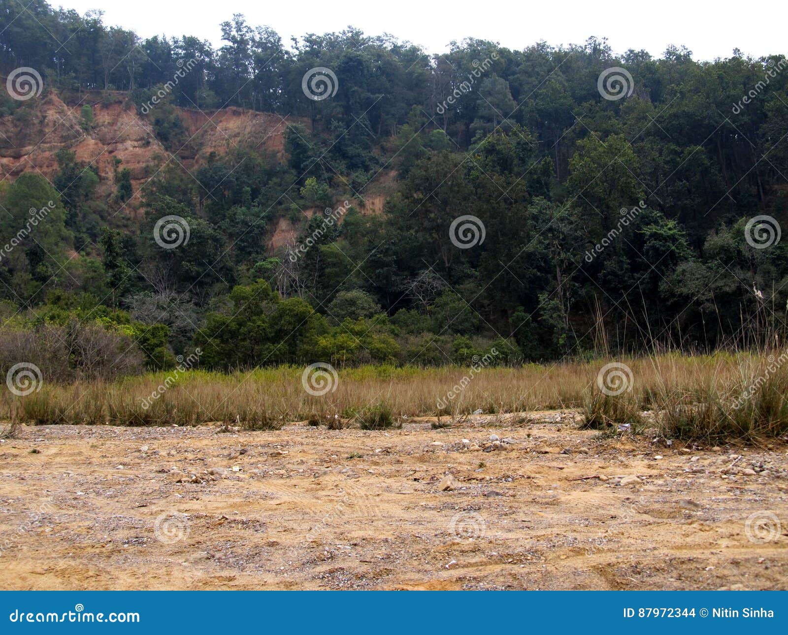 Inside forest stock photo. Image of landscape, scenery - 87972344