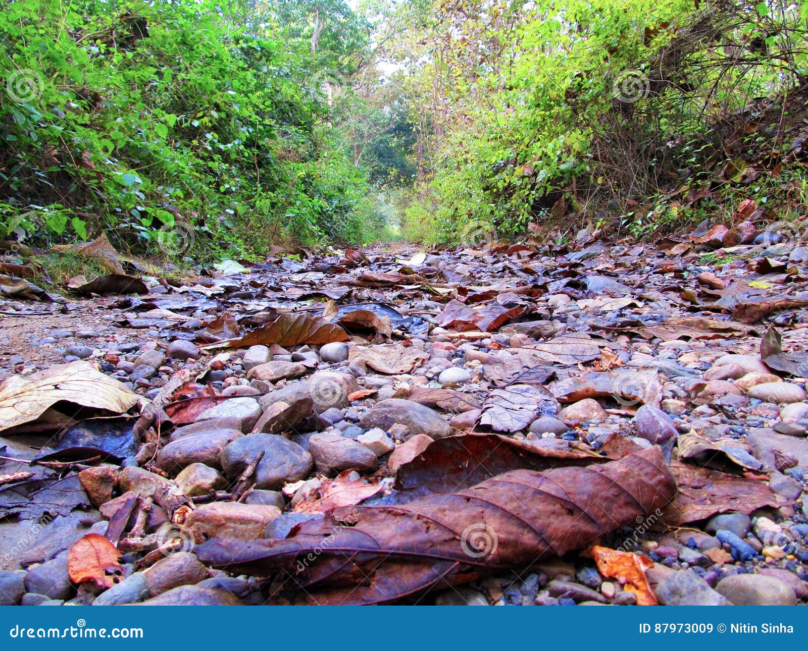 Inside forest stock image. Image of trees, green, foliage - 87973009