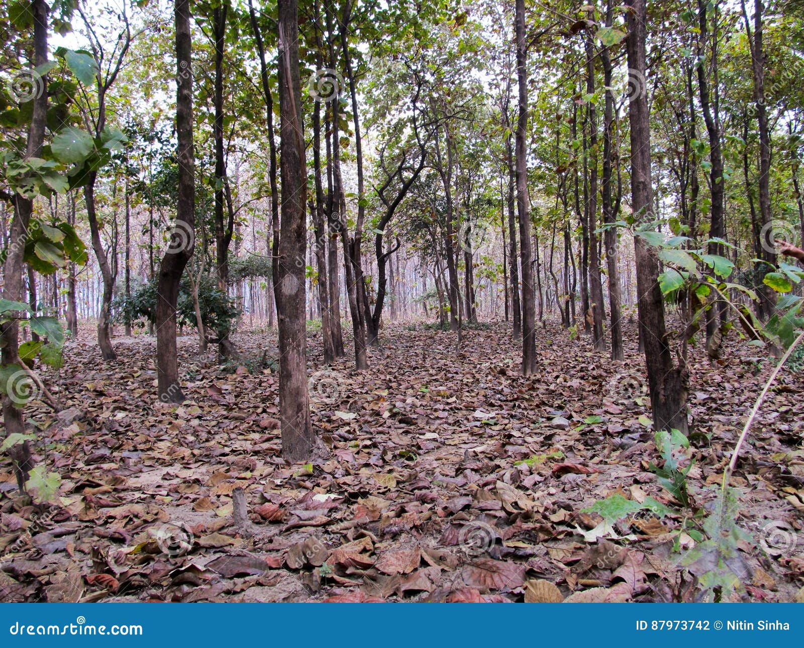 Inside forest stock photo. Image of misty, woodland, green - 87973742
