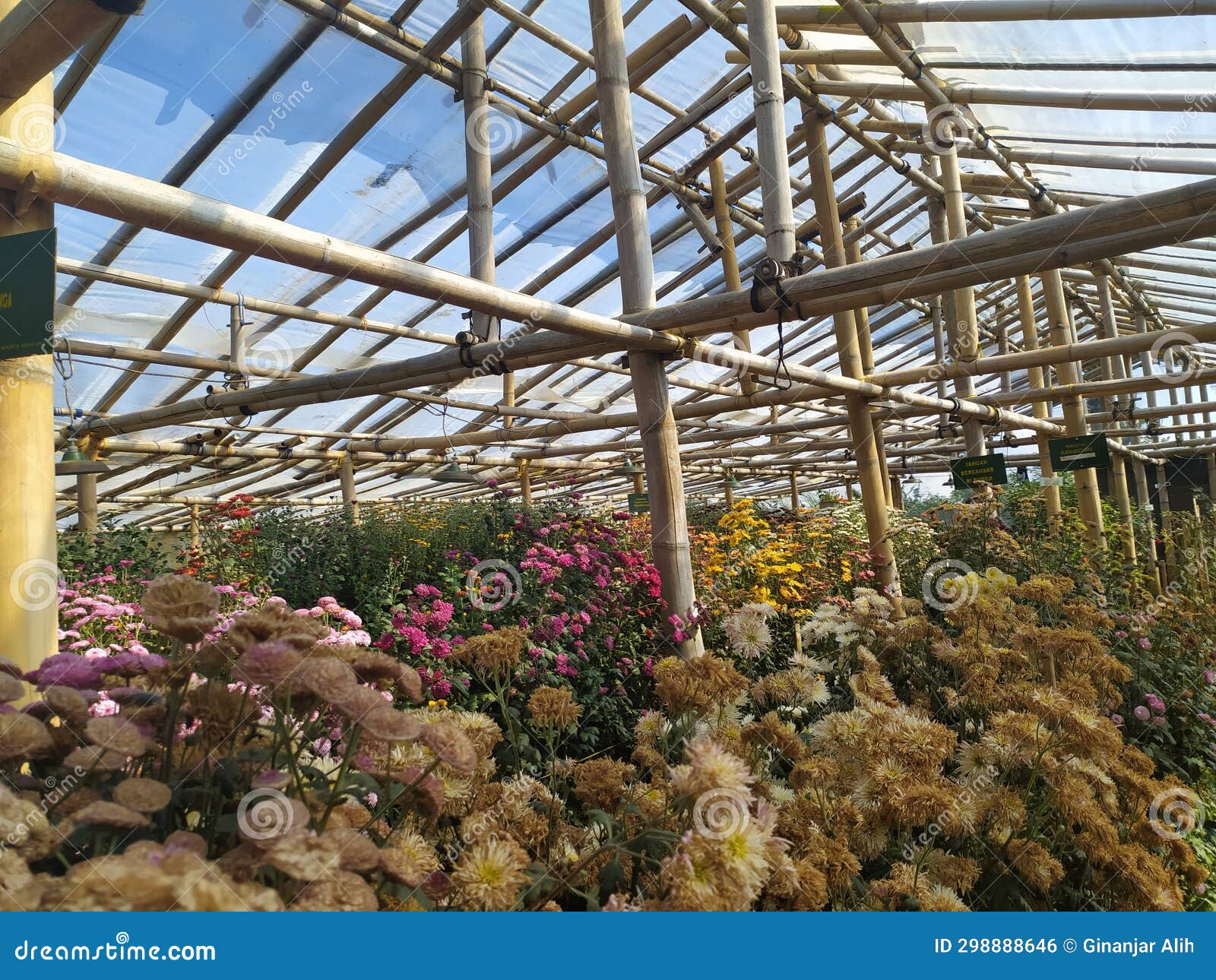 Inside the Frame is a Flower Garden Stock Photo - Image of nature ...