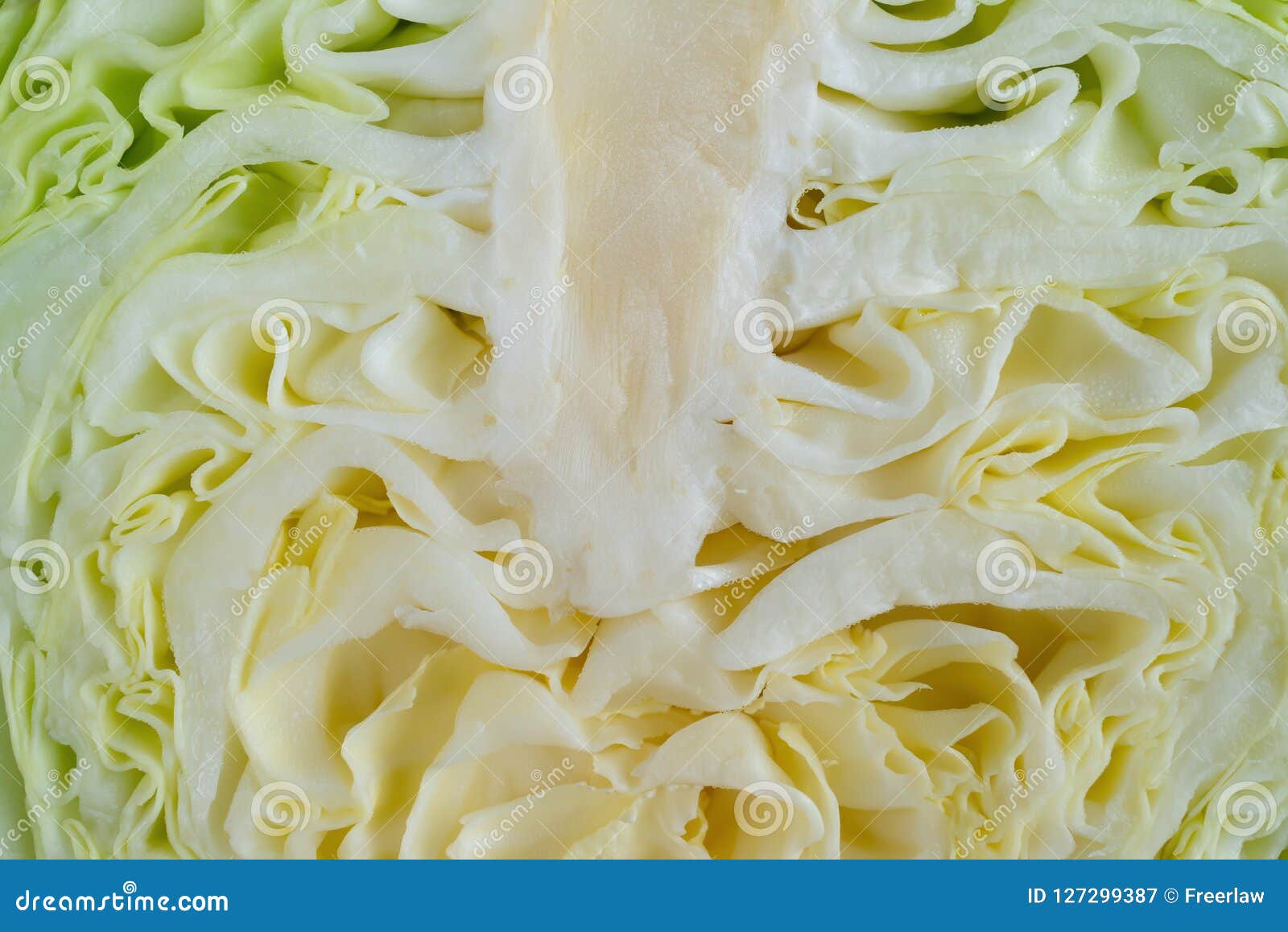 Inside of fresh cabbage stock image. Image of harvest - 127299387