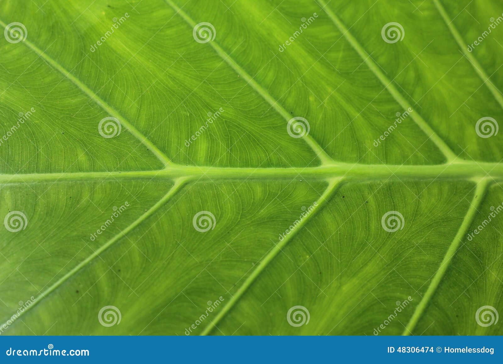 Inside a Giant Taro stock photo. Image of colocasia, horticultural ...