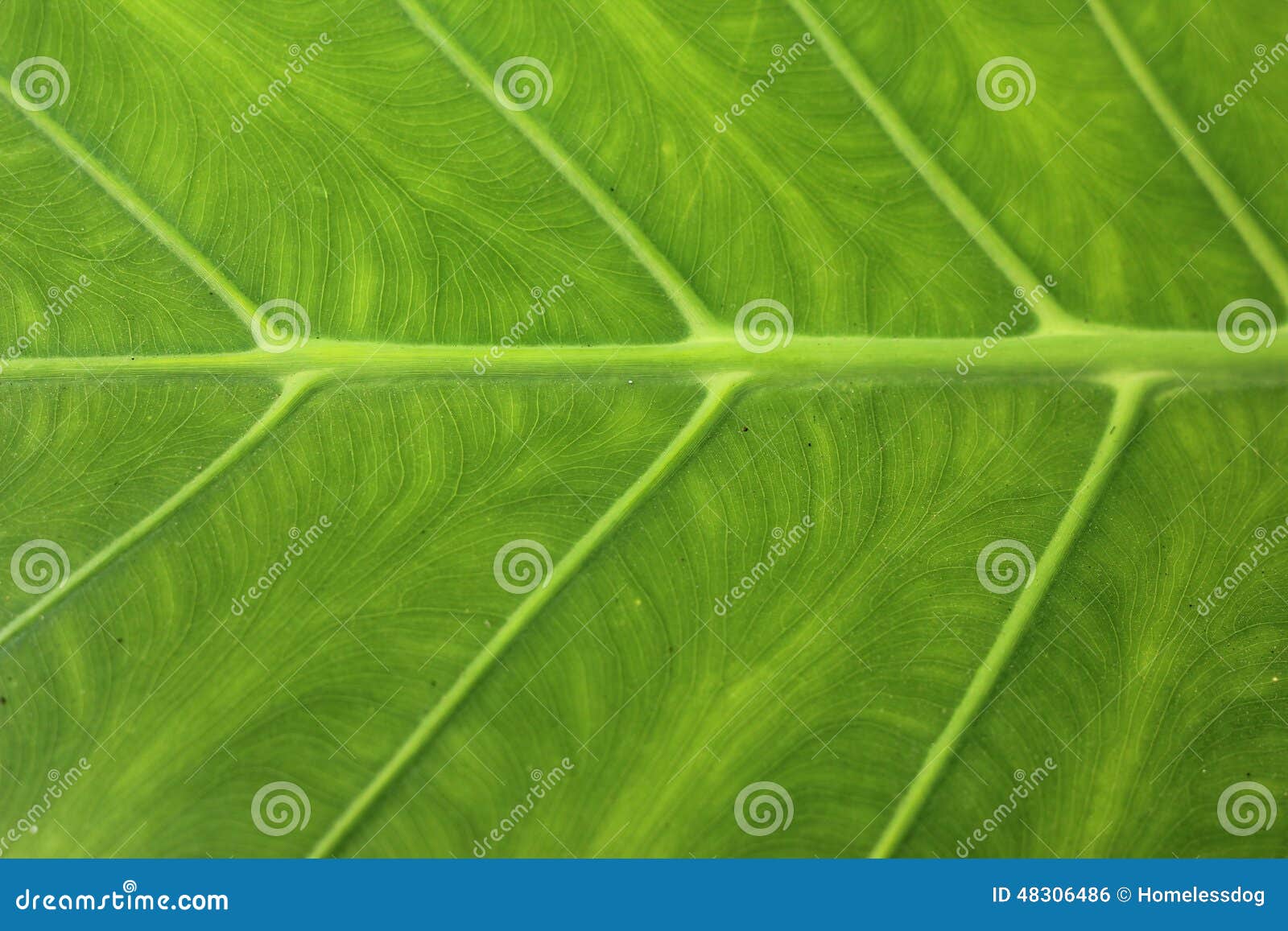 Inside a Giant Taro stock photo. Image of blade, botany - 48306486