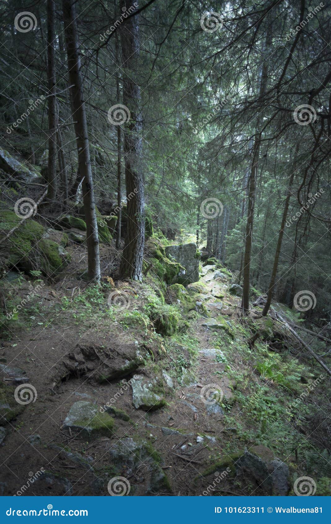 Inside the Green Pine Tree Forest Stock Image - Image of light, moss ...