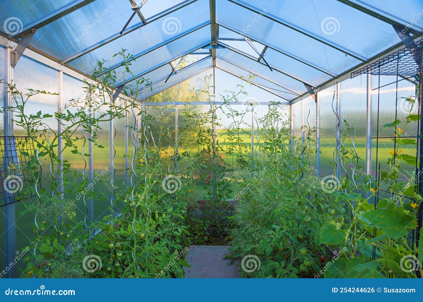 Inside of the Greenhouse, Cultivation with Growing Tomato Plants Stock ...