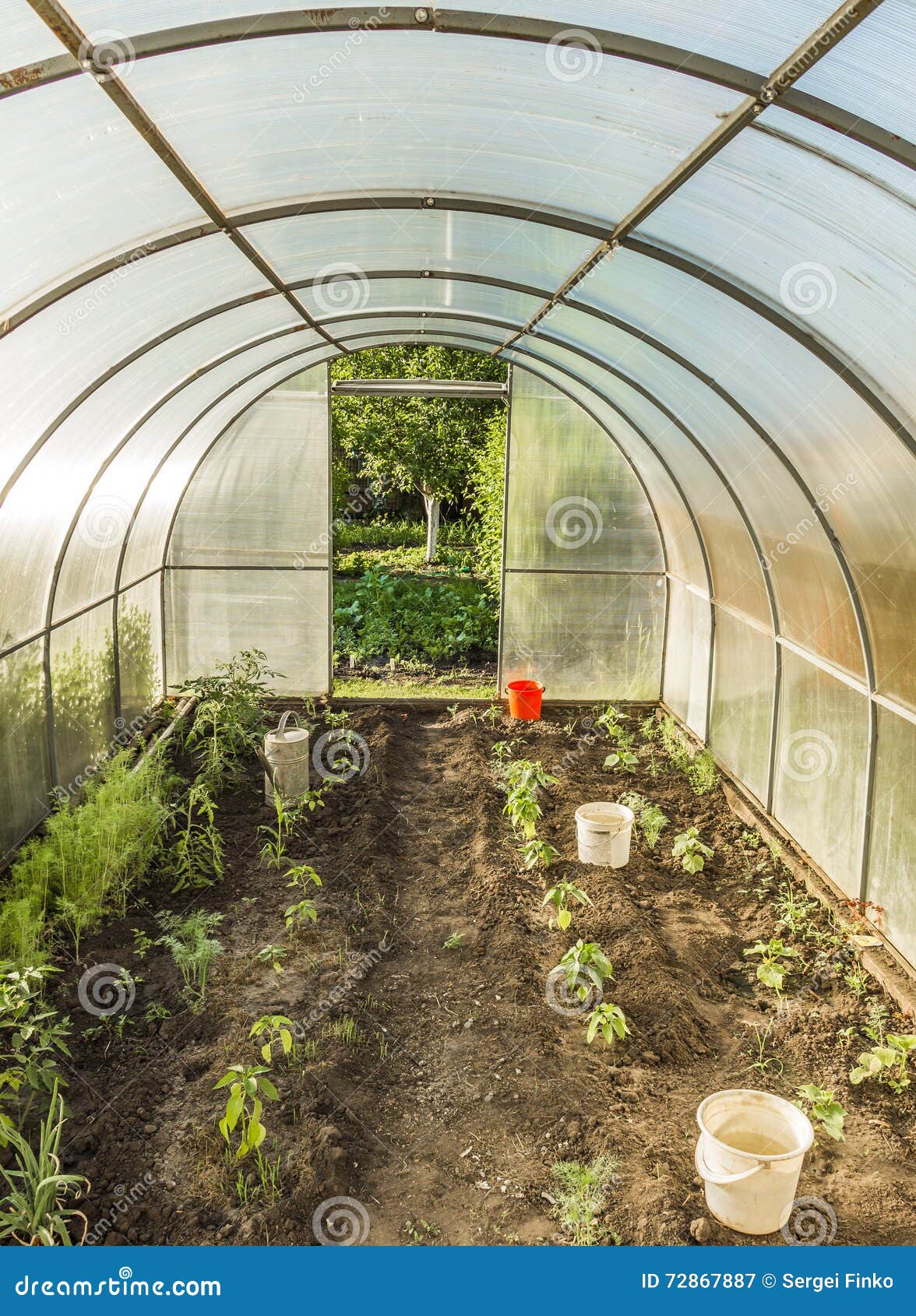 Inside the greenhouse stock image. Image of human, botany - 72867887