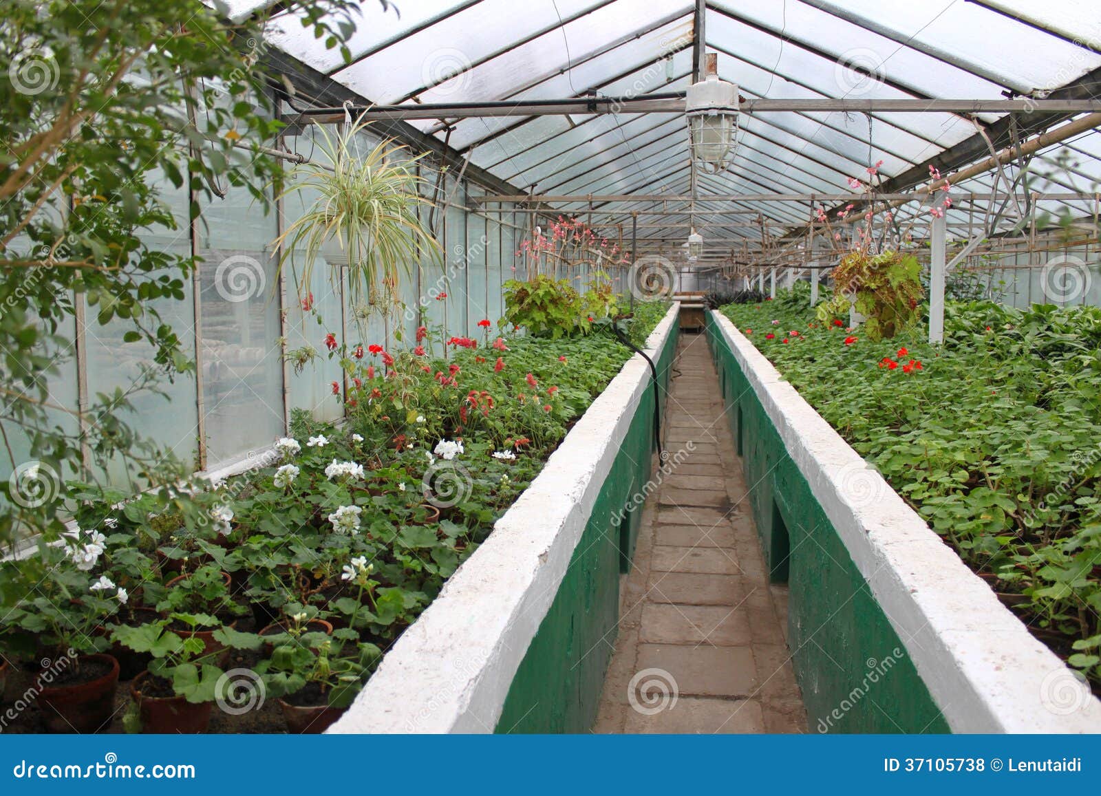 Greenhouse Rows Of Pelargonium Plants In Springtime, Ready For Export ...