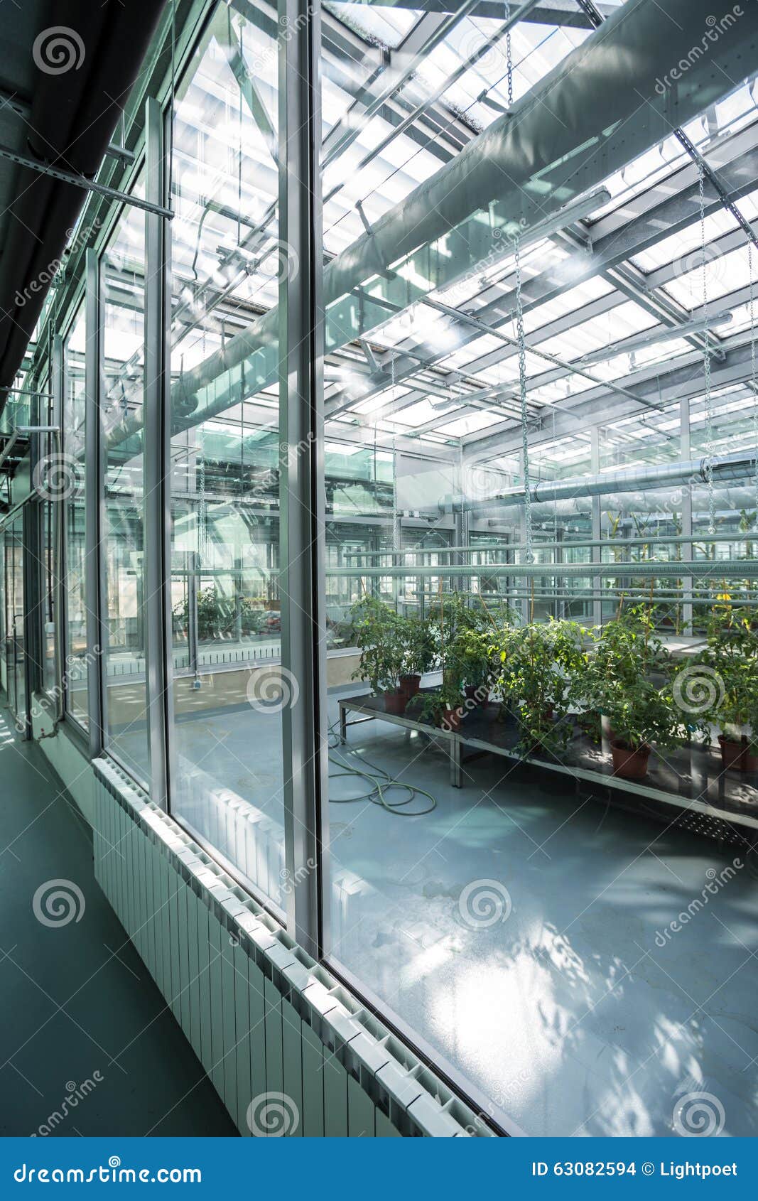 Inside a greenhouse stock photo. Image of hose, farming - 63082594