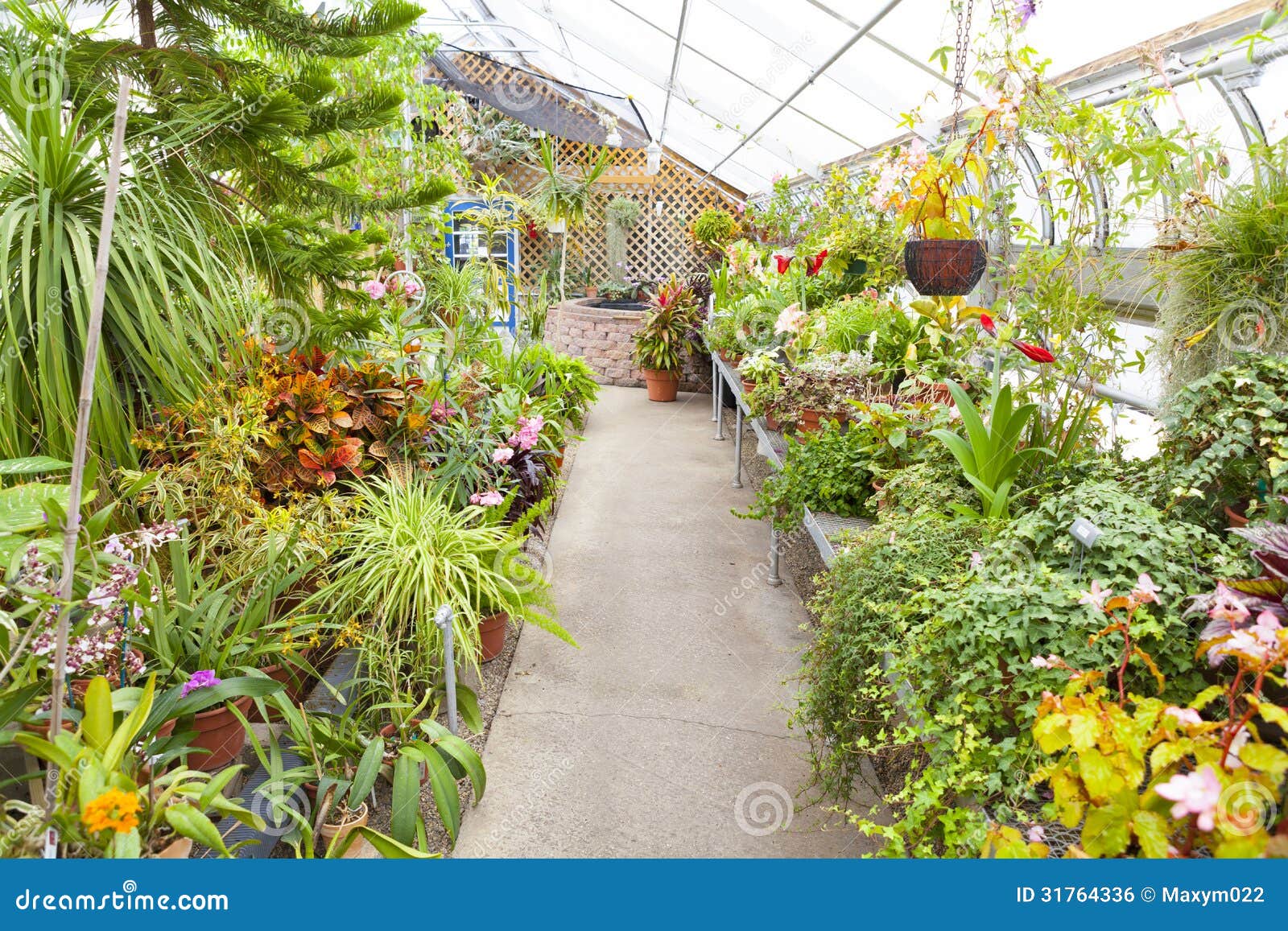 Inside Greenhouse stock photo. Image of green, nature - 31764336