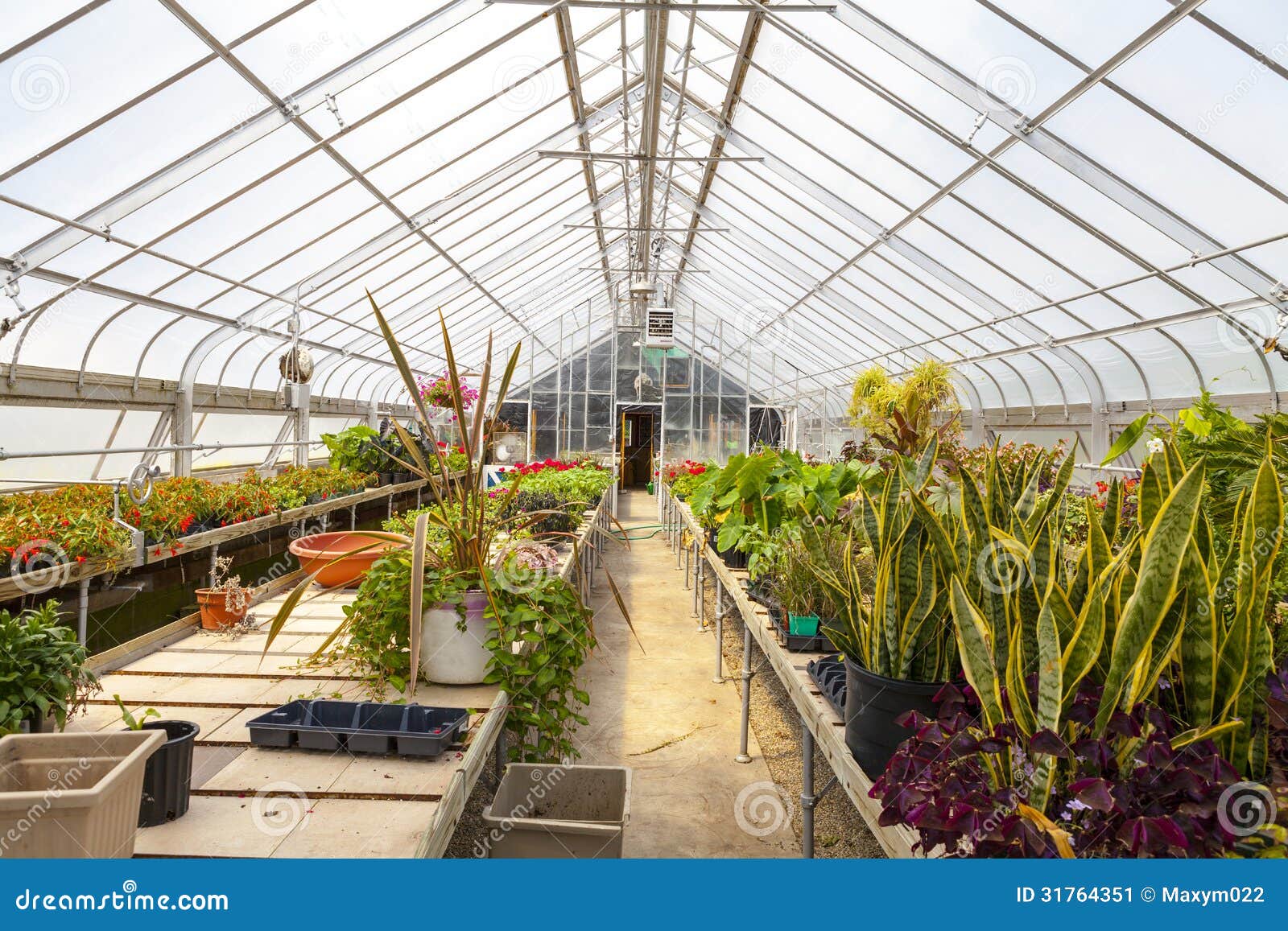 Inside Greenhouse Stock Image - Image: 31764351