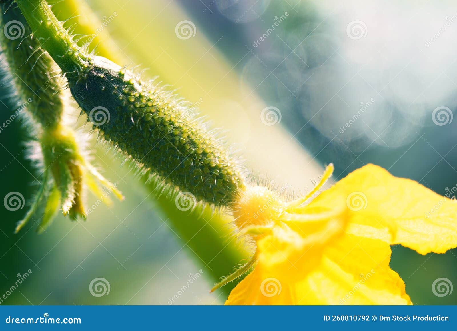 Young cucumbers stock photo. Image of leaf, horticulture - 260810792