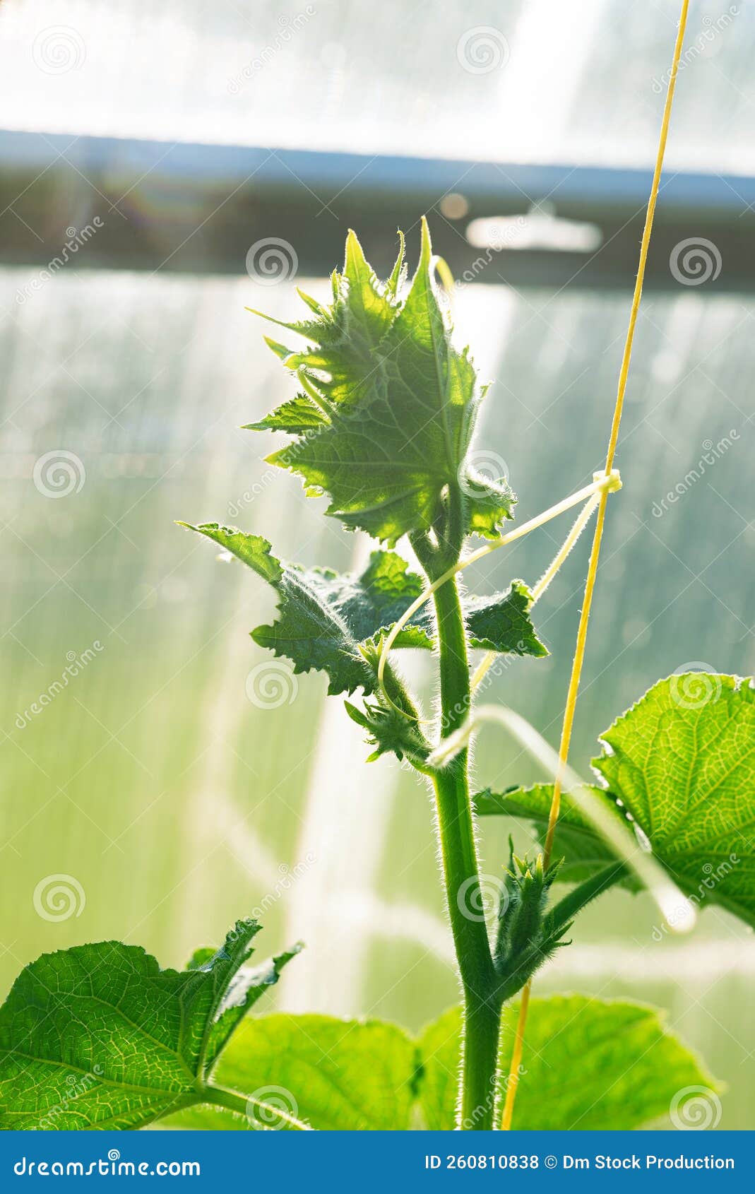 Young cucumbers stock photo. Image of cultivation, cultivated - 260810838