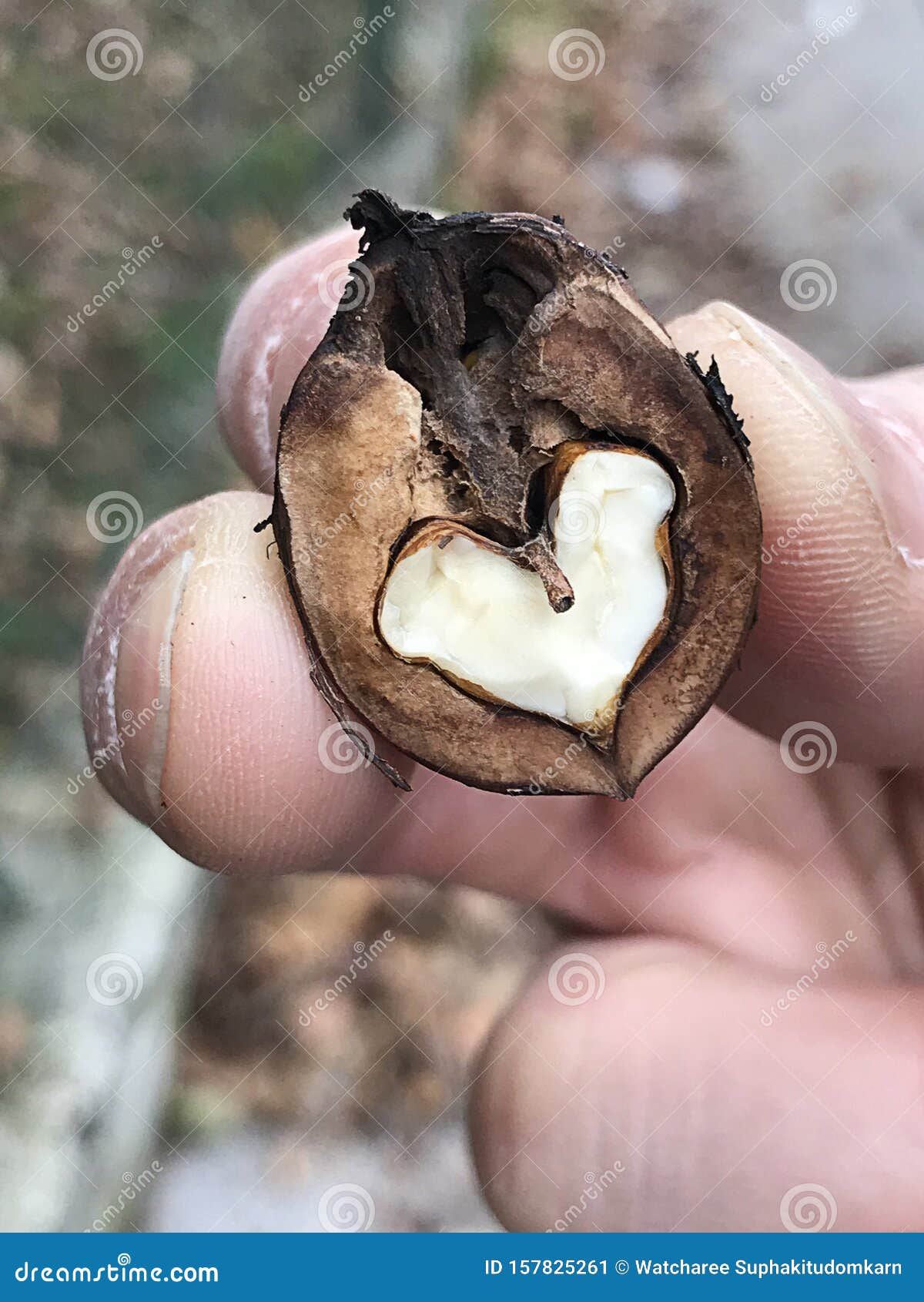 The Inside of a Half-cut Walnut. Stock Image - Image of background ...