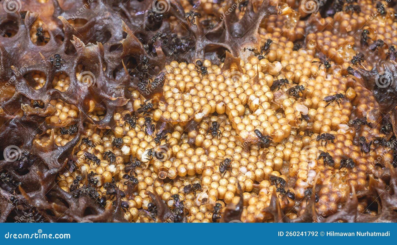 Inside the Hive of Stingless Bee. Stock Photo - Image of beeswax ...