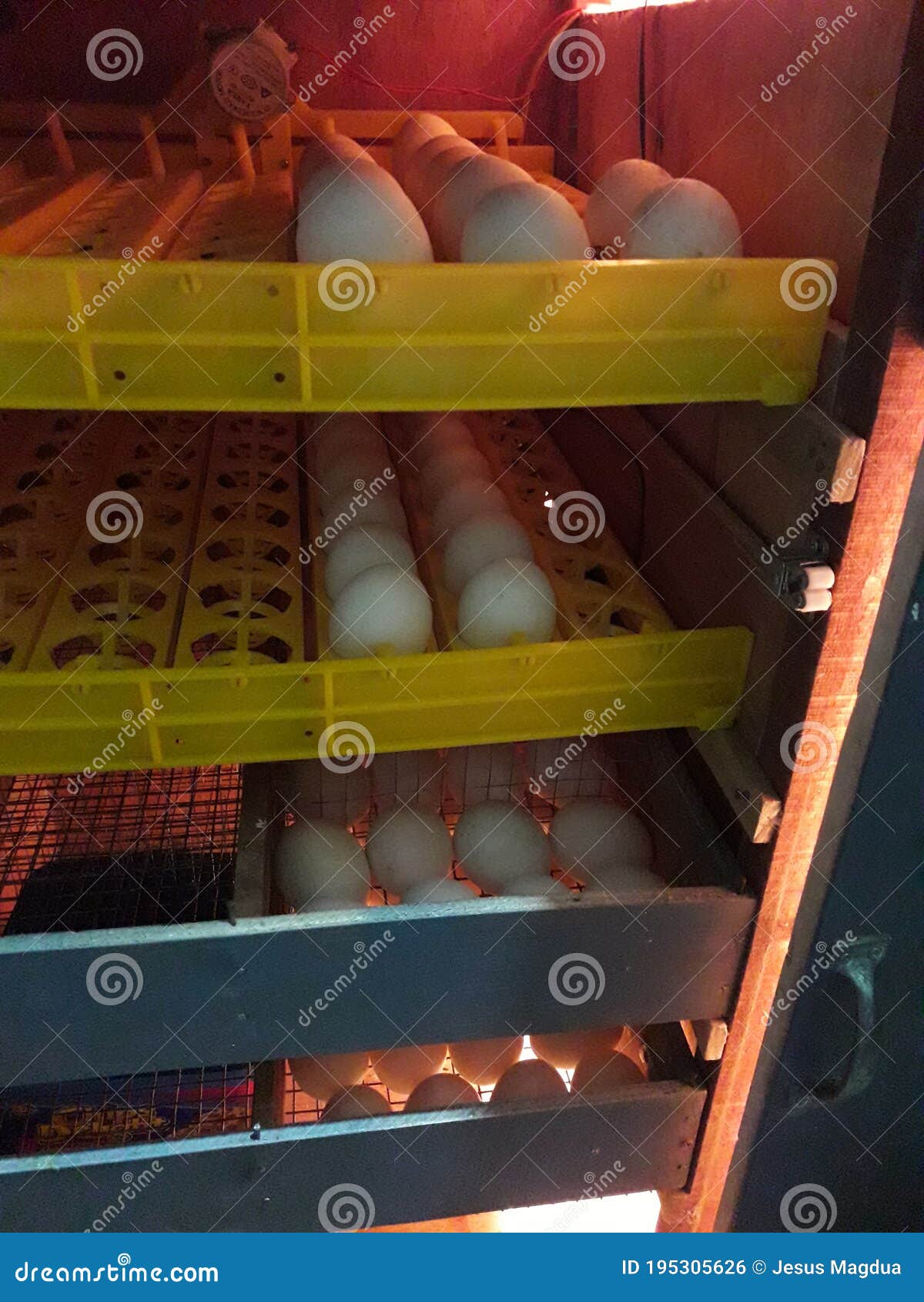 Inside the Homemade Incubator Stock Photo - Image of homemade, inside ...