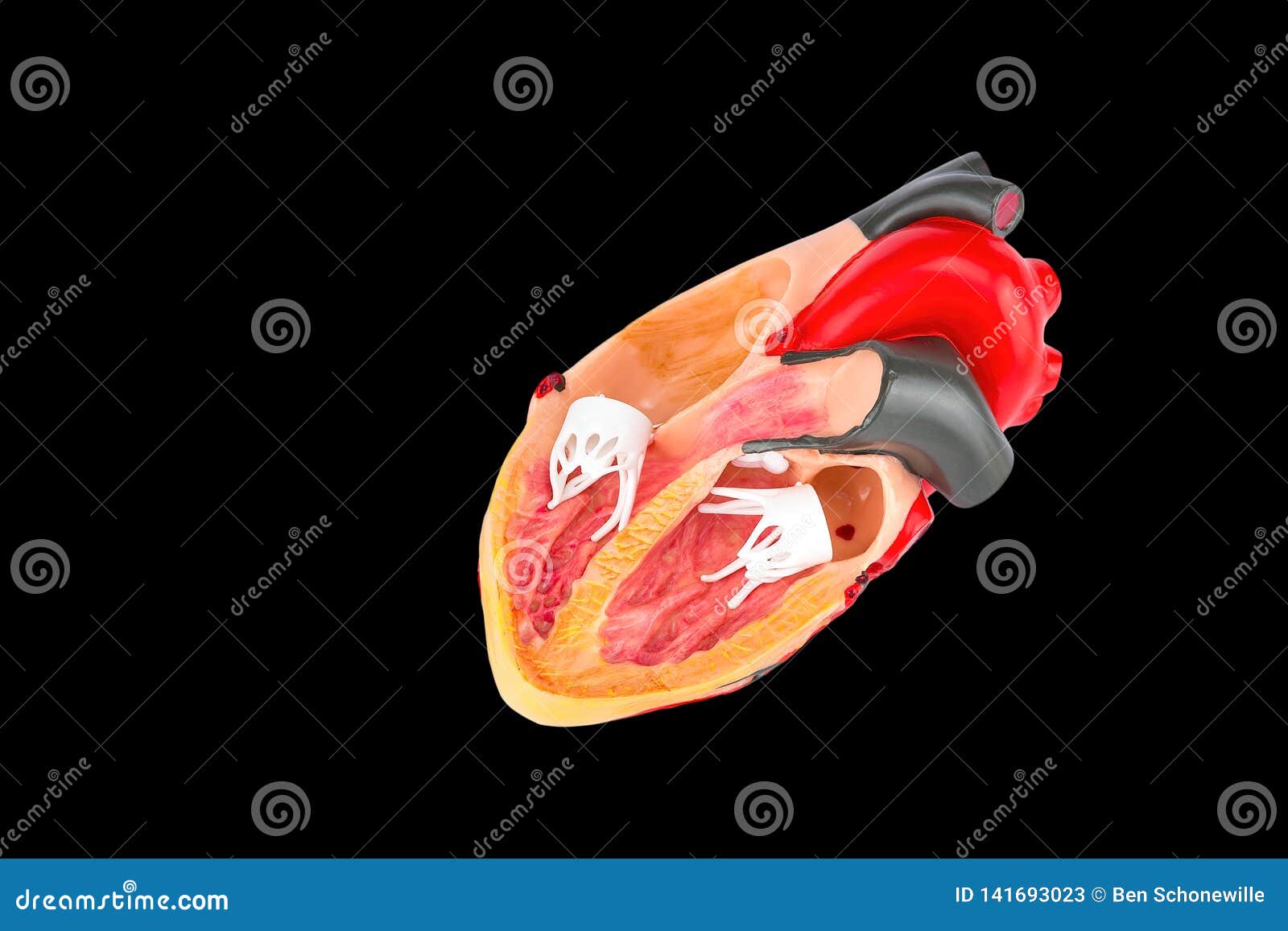 Open Human Heart Model on Black Background Stock Image - Image of ...