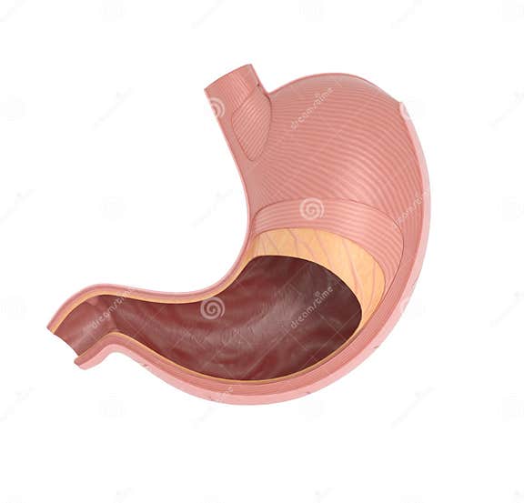 Inside Human Stomach stock illustration. Illustration of system - 22457982