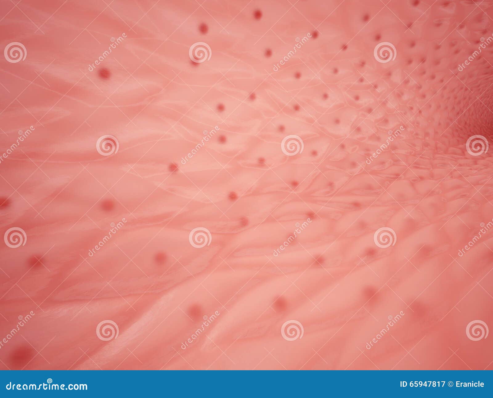 Artery Inside Adipose Tissue Stock Photo | CartoonDealer.com #122815686