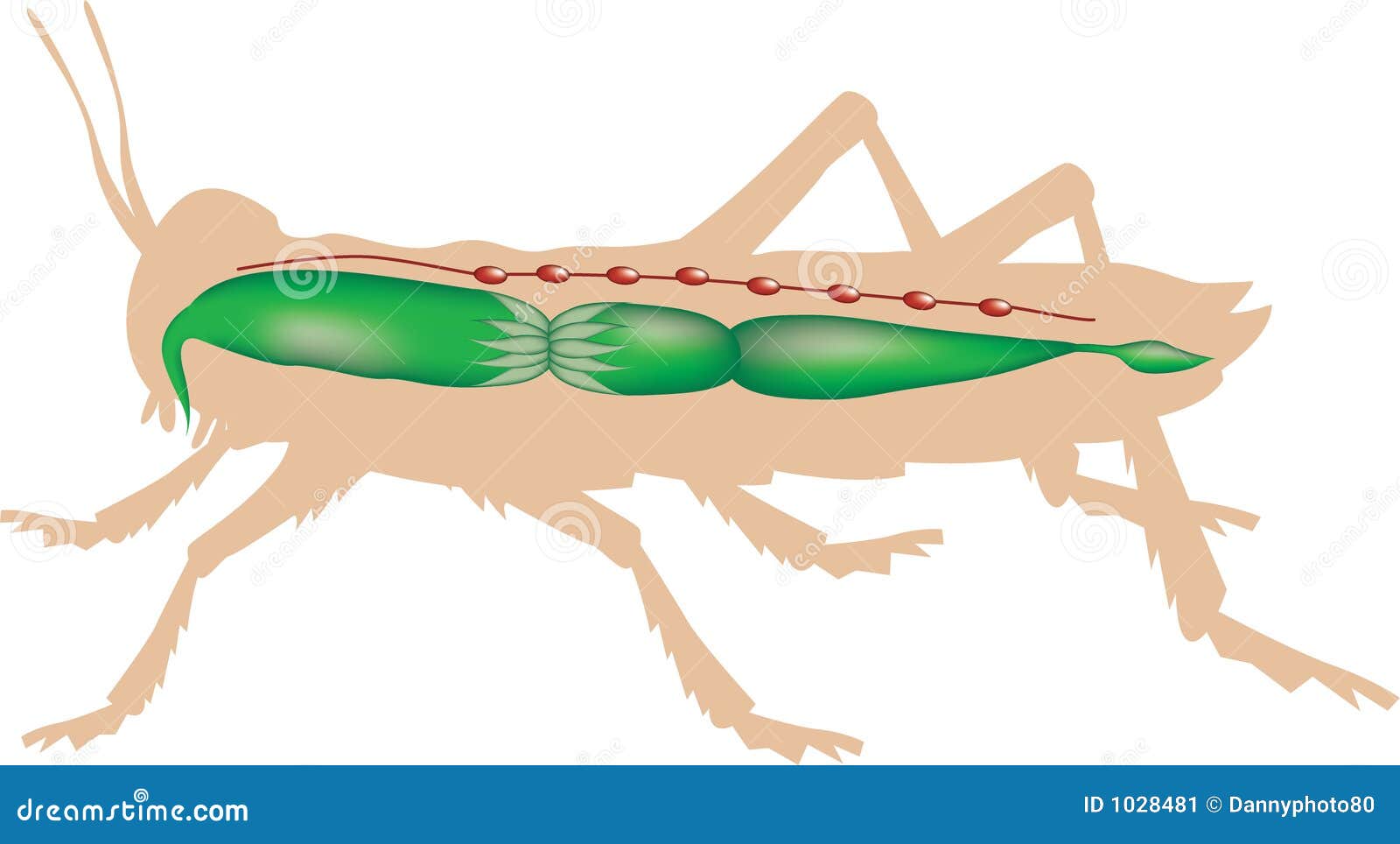 Inside and Insect stock illustration. Illustration of study - 1028481