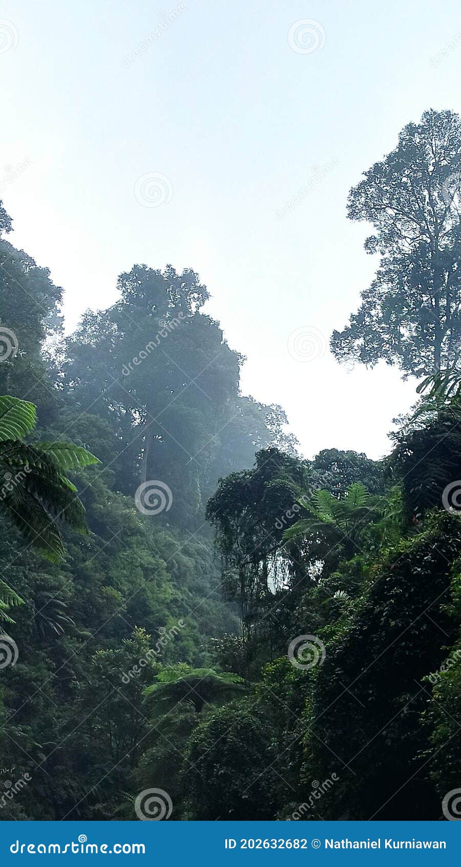 Inside the jungle stock photo. Image of wilderness, river - 202632682