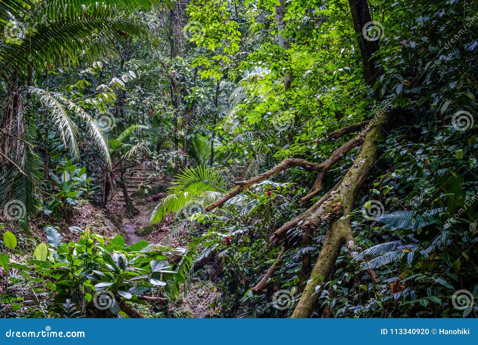 Inside Jungle Forest / Rainforest Landscape Stock Photo - Image of ...