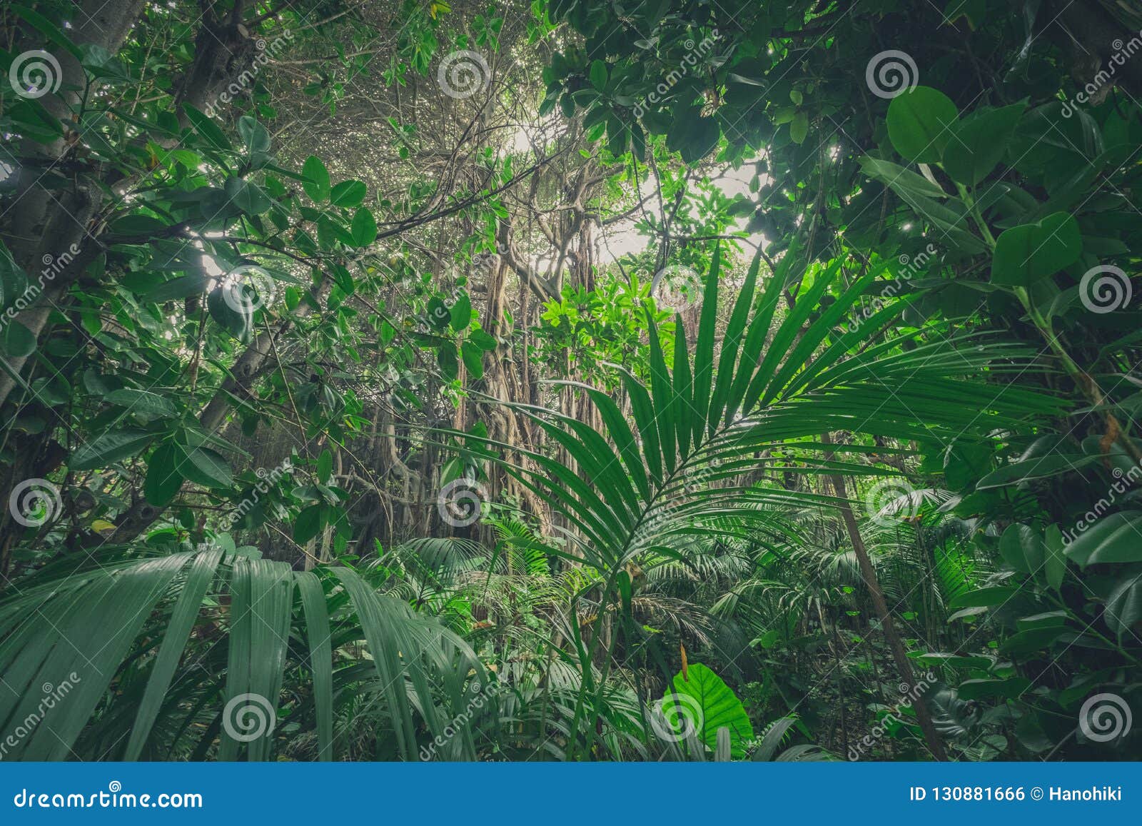 Inside Jungle , in Rainforest / Tropical Forest Landscape Stock Photo ...
