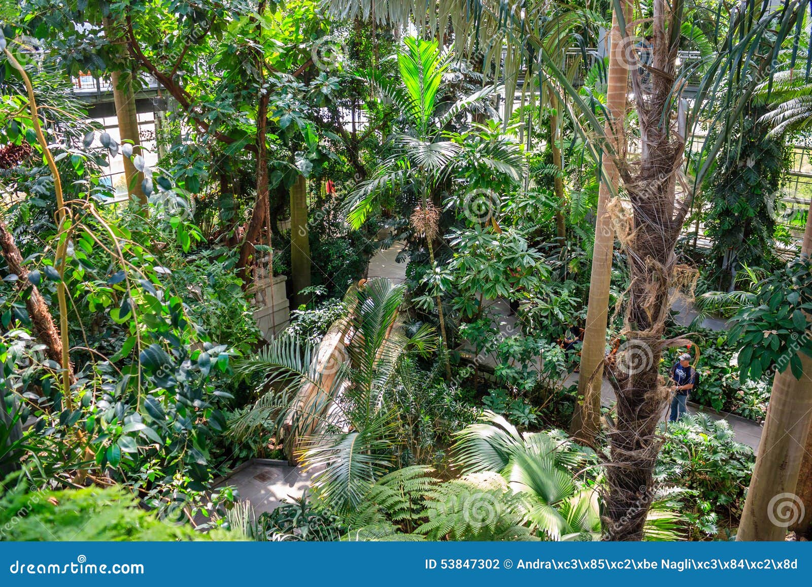 Inside jungle editorial photography. Image of national - 53847302