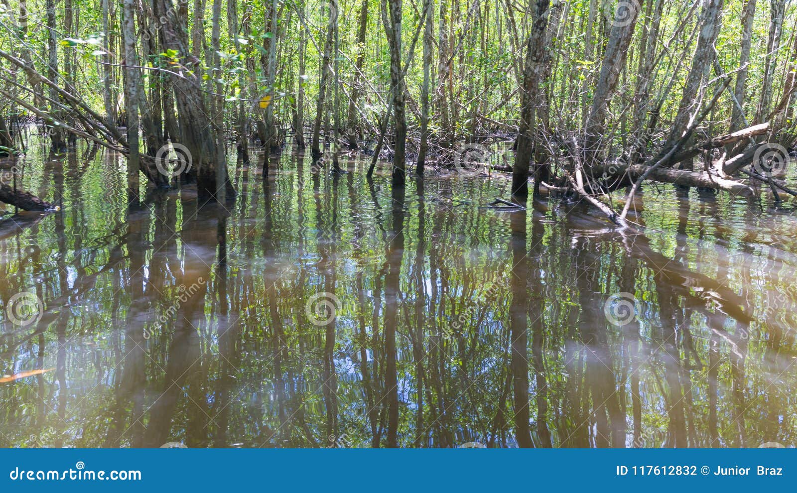 Inside a Large Mangrove through the River Stock Photo - Image of ...