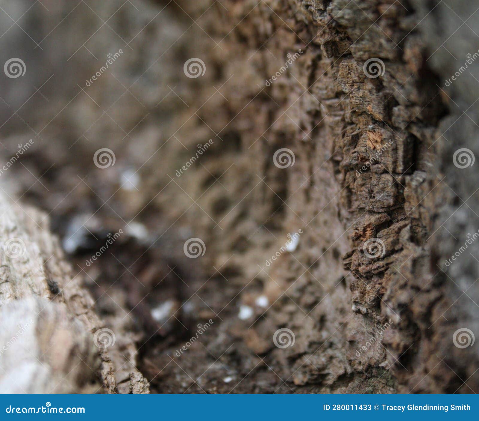 Inside of a Log, Looks Like a Rocky Cliff Stock Image - Image of trunk ...