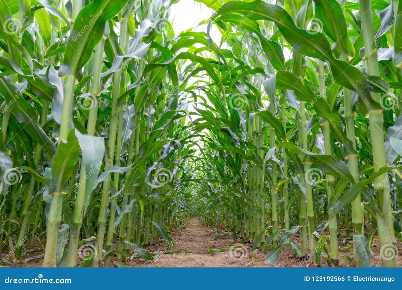Corn field inside stock photo. Image of summer, inside - 123192566