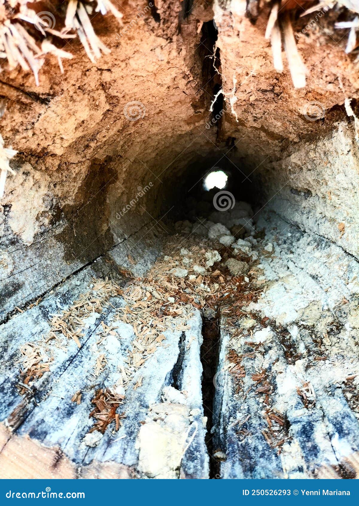 Inside Look of a Log or Timber Stock Image - Image of timber, wood ...