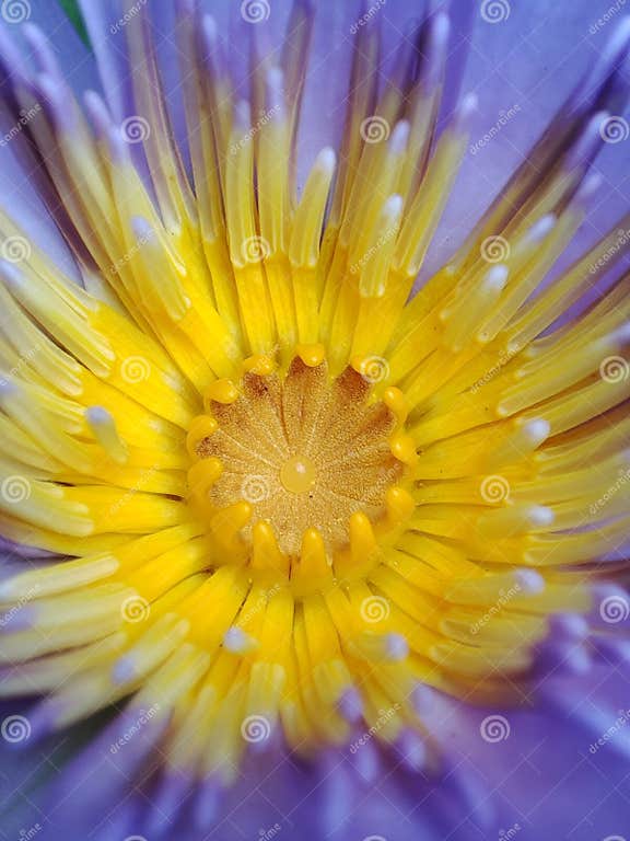 Inside the Lotus Flower when it is Blooming Stock Photo - Image of ...