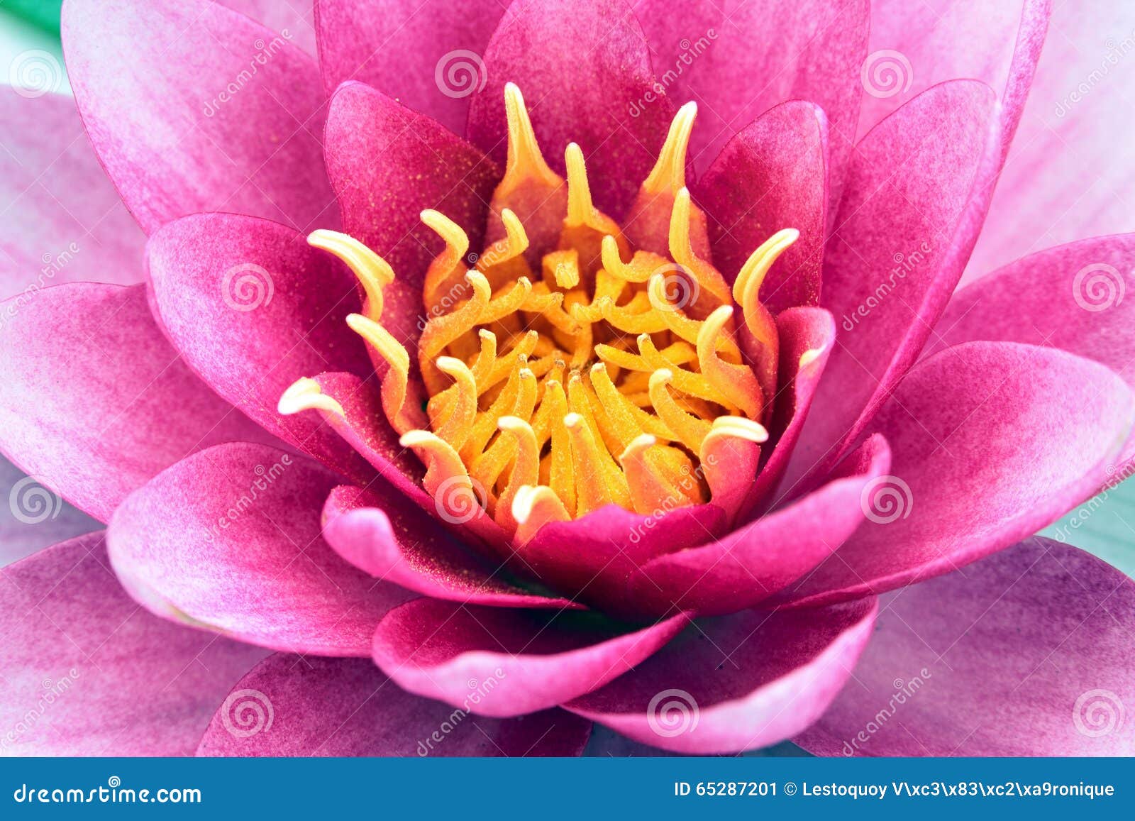 Inside a lotus flower stock image. Image of detail, serenity - 65287201